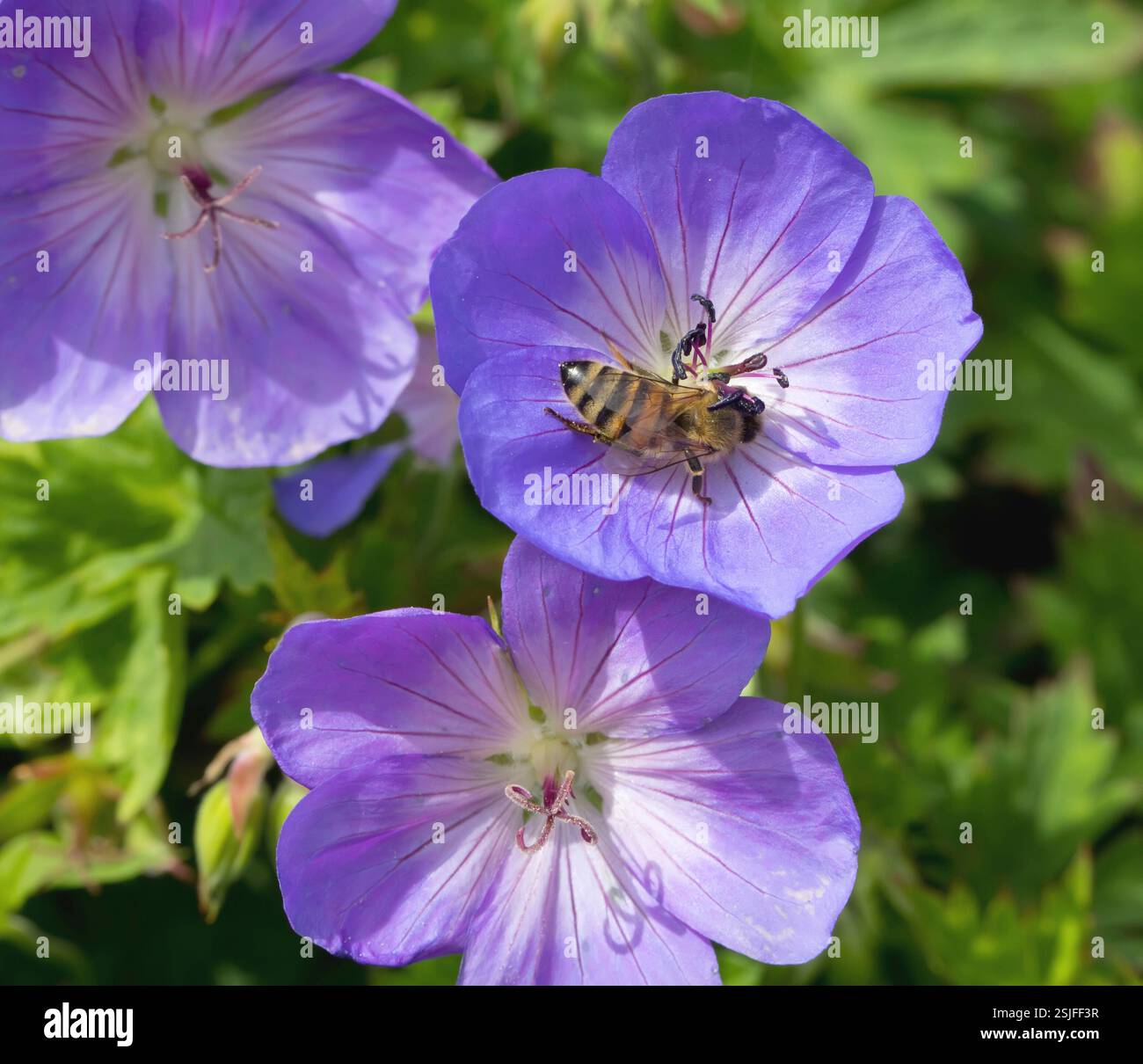 Geranium Pratense flows with bee the in garden Stock Photo - Alamy
