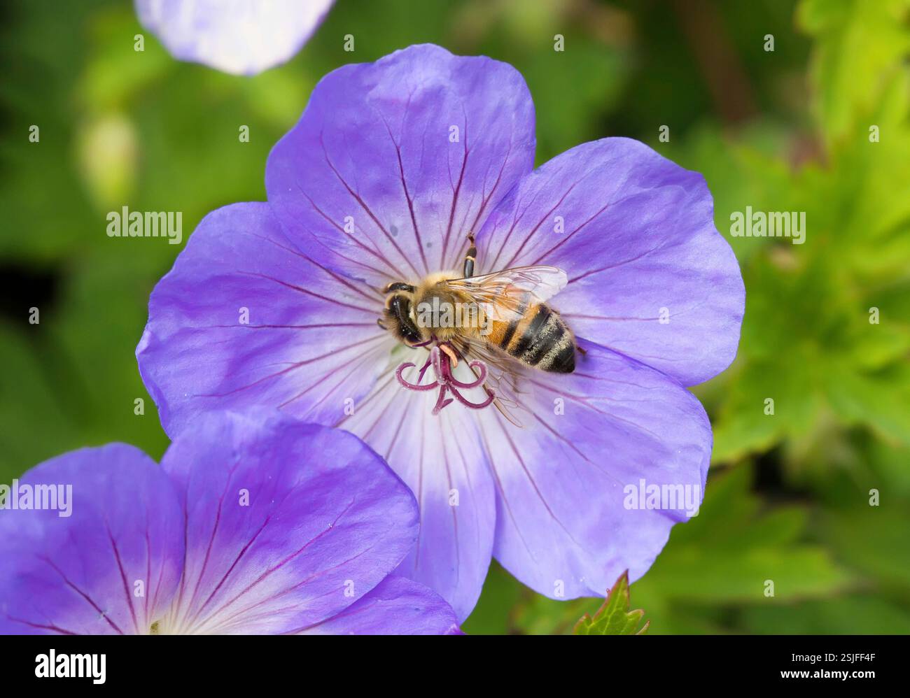 Geranium Pratense flows with bee the in garden Stock Photo - Alamy