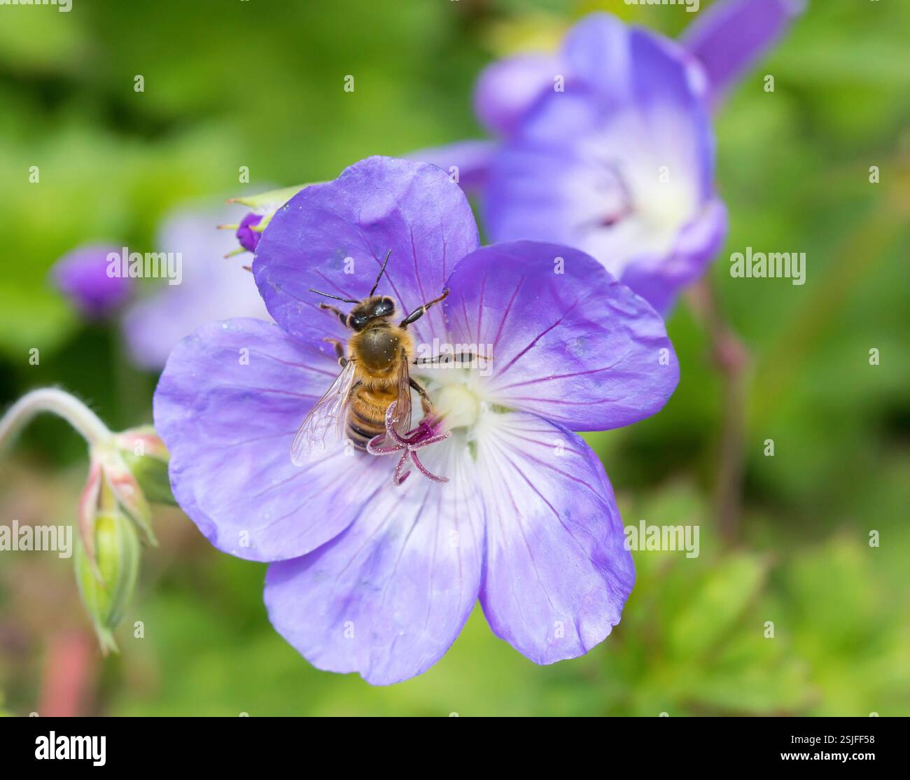 Geranium Pratense flows with bee the in garden Stock Photo - Alamy