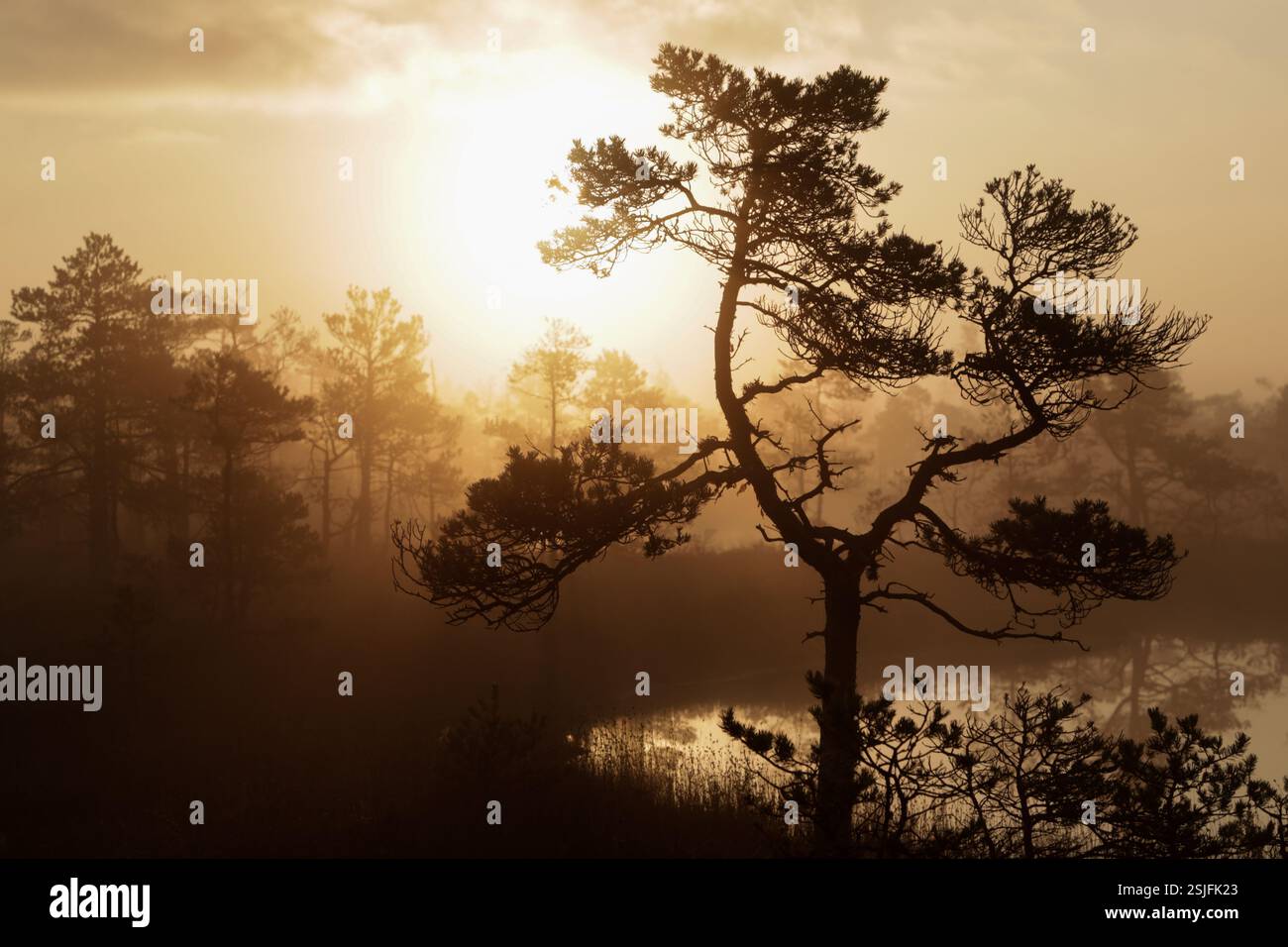 Sunlit rays hi-res stock photography and images - Alamy