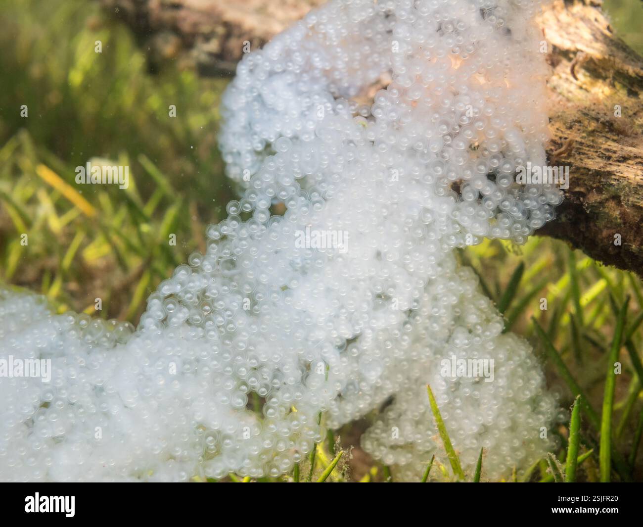 Eggs of European perch laying over underwater branch on lake bottom ...