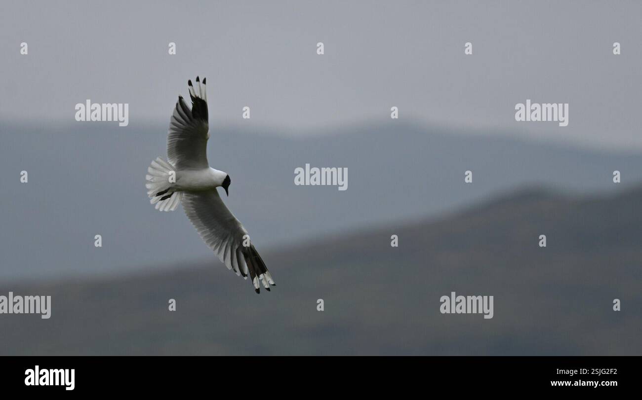 Andean Gull (Chroicocephalus serranus), Aves, Reserva Antisana area ...