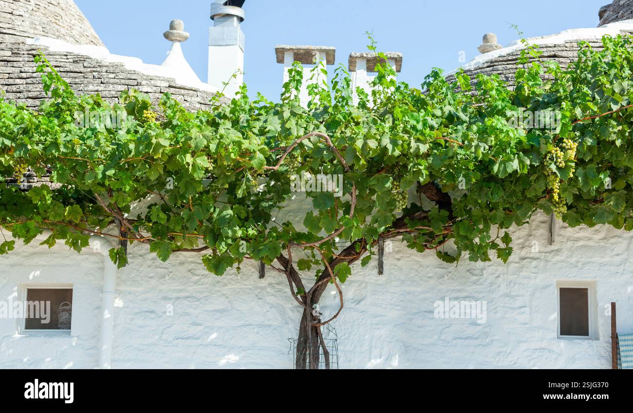 Grapevine is growing over a whitewashed wall, with traditional trulli ...