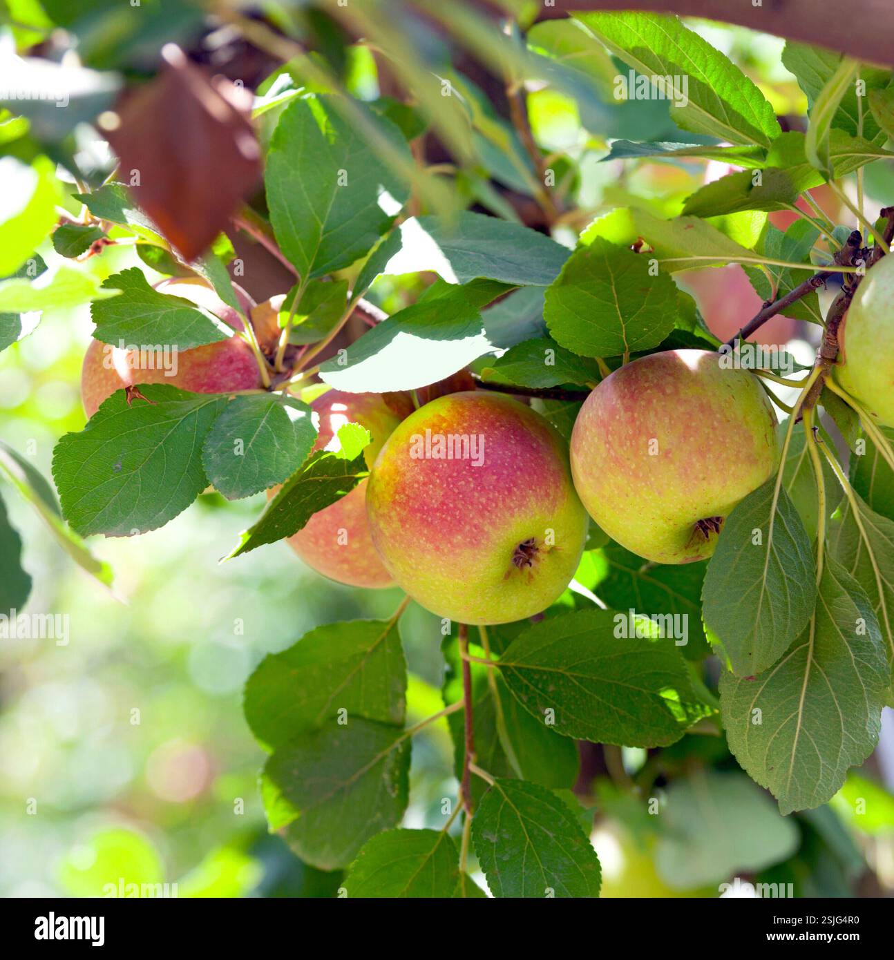 Red juicy apples on tree hi-res stock photography and images - Alamy