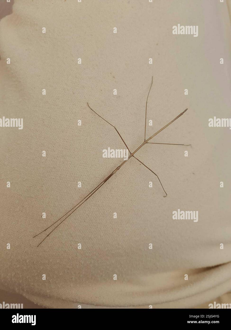 Cape Stick Insect (Phalces brevis), Insecta, , from Rethea Fourie Stock ...