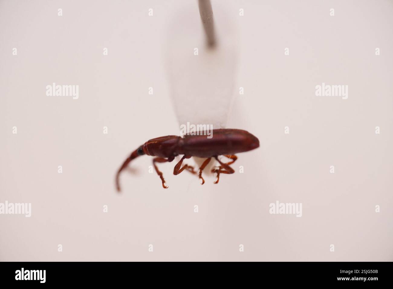 Straight-snouted Weevils (Brentidae), Insecta, Cayo District, Belize ...