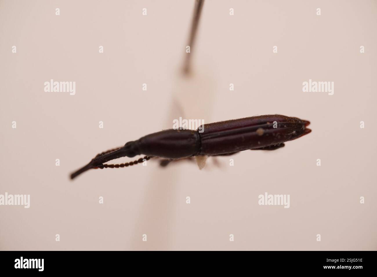 Straight-snouted Weevils (Brentidae), Insecta, Guana Island, British ...