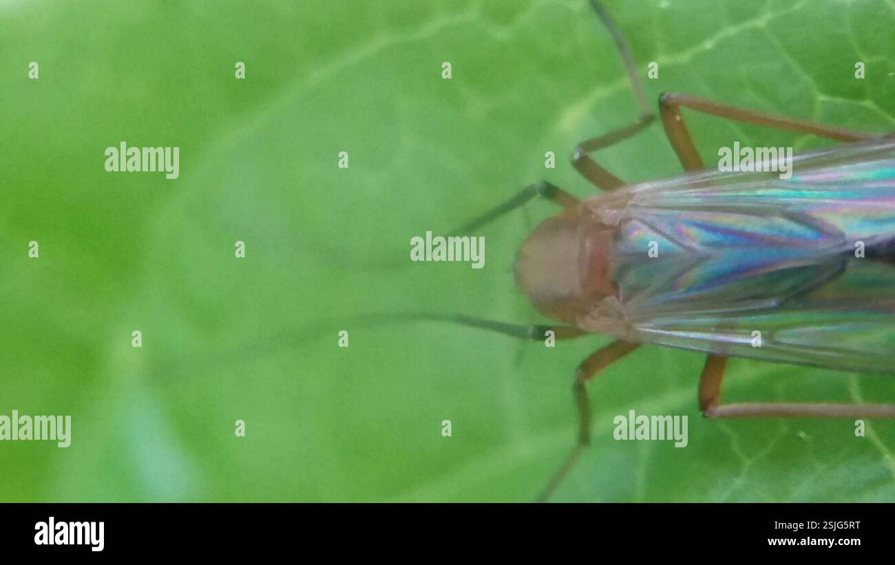 (Chironomus ochreatus), Insecta, Wilshire Estates, Savannah, GA, USA ...