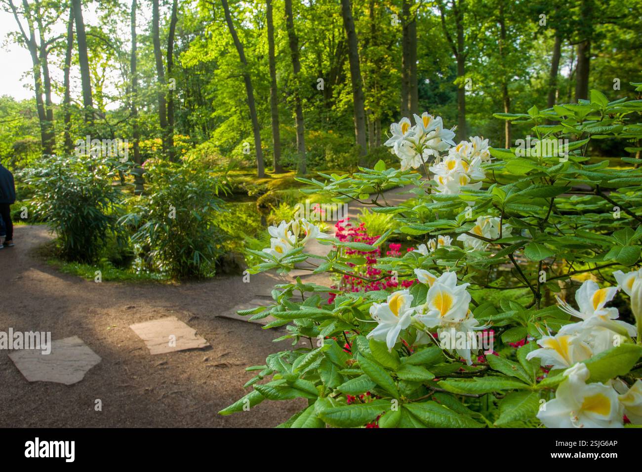 Amazing white rhododendron flowers in the Japanese garden in The Hague and red primrose flowers ...