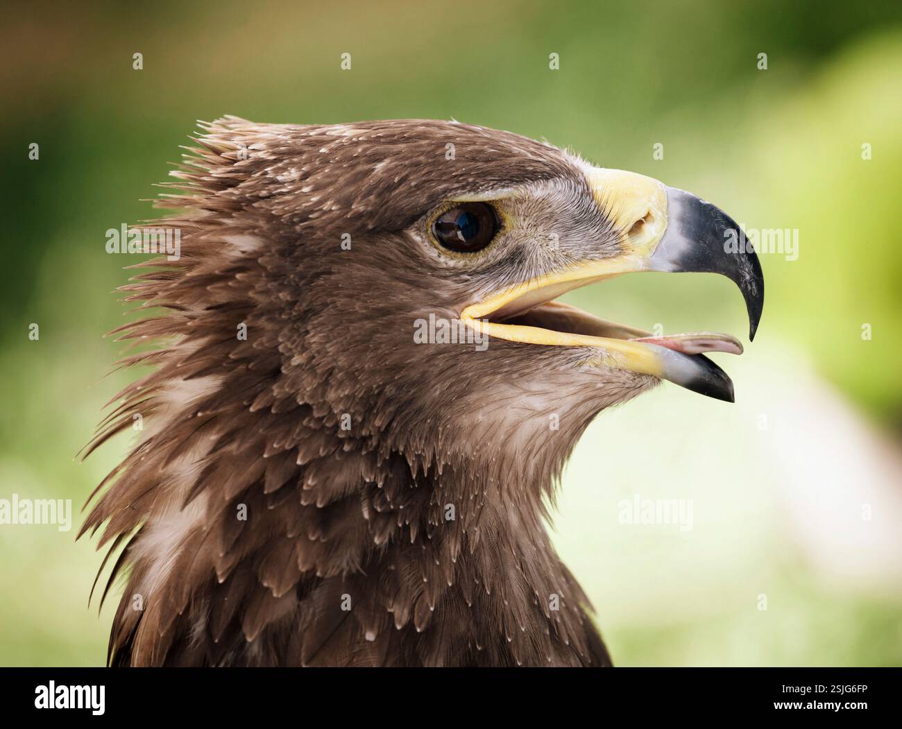 Closeup of the head of a golden eagle Stock Photo - Alamy