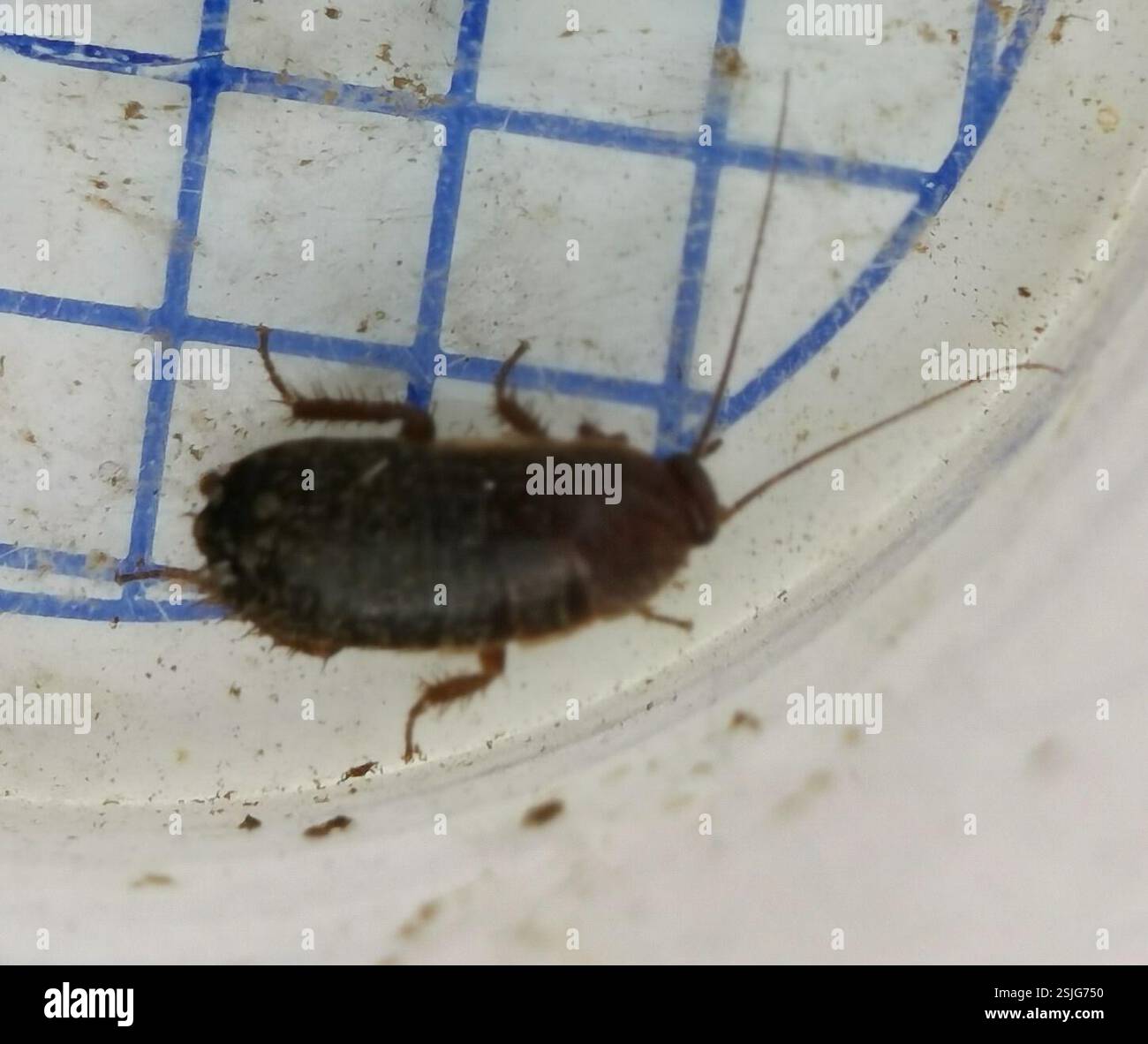 Old World Lobe-winged Cockroaches (Loboptera), Insecta, 34800 Clermont ...
