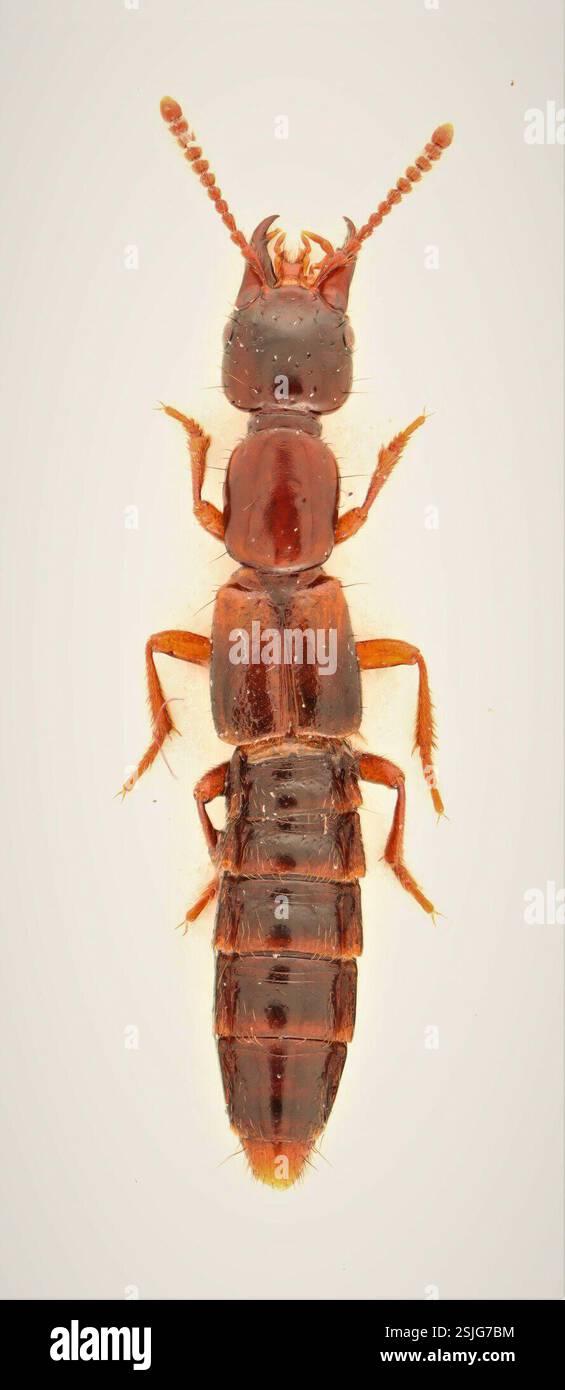 (Atrecus macrocephalus), Insecta, Port-Cartier, QC, Canada Stock Photo ...