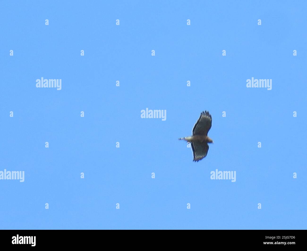 Red-shouldered Hawk (Buteo lineatus), Aves, Savannah, GA, USA, got into ...