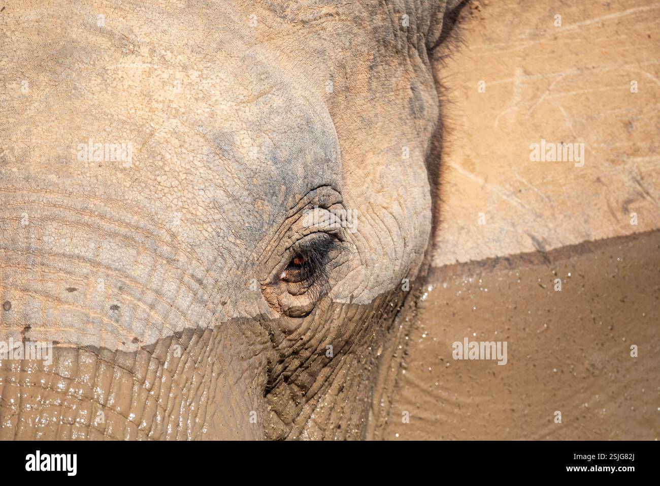 South Africa, Africa, Eastern Cape Province, Addo Elephant National ...