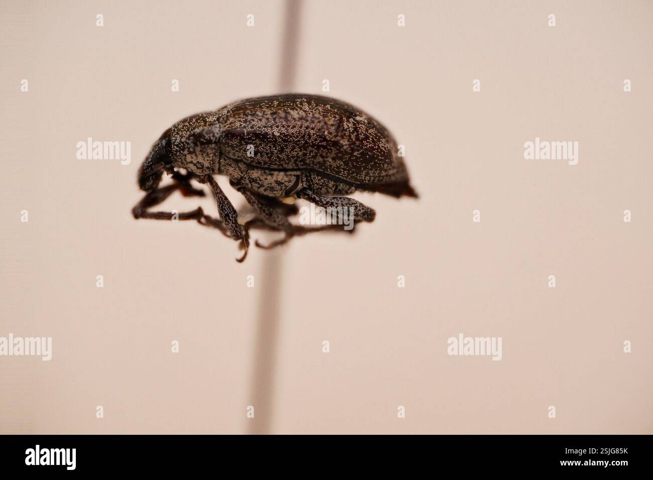 Broad-nosed Weevils (Entiminae), Insecta, Guana Island, British Virgin ...
