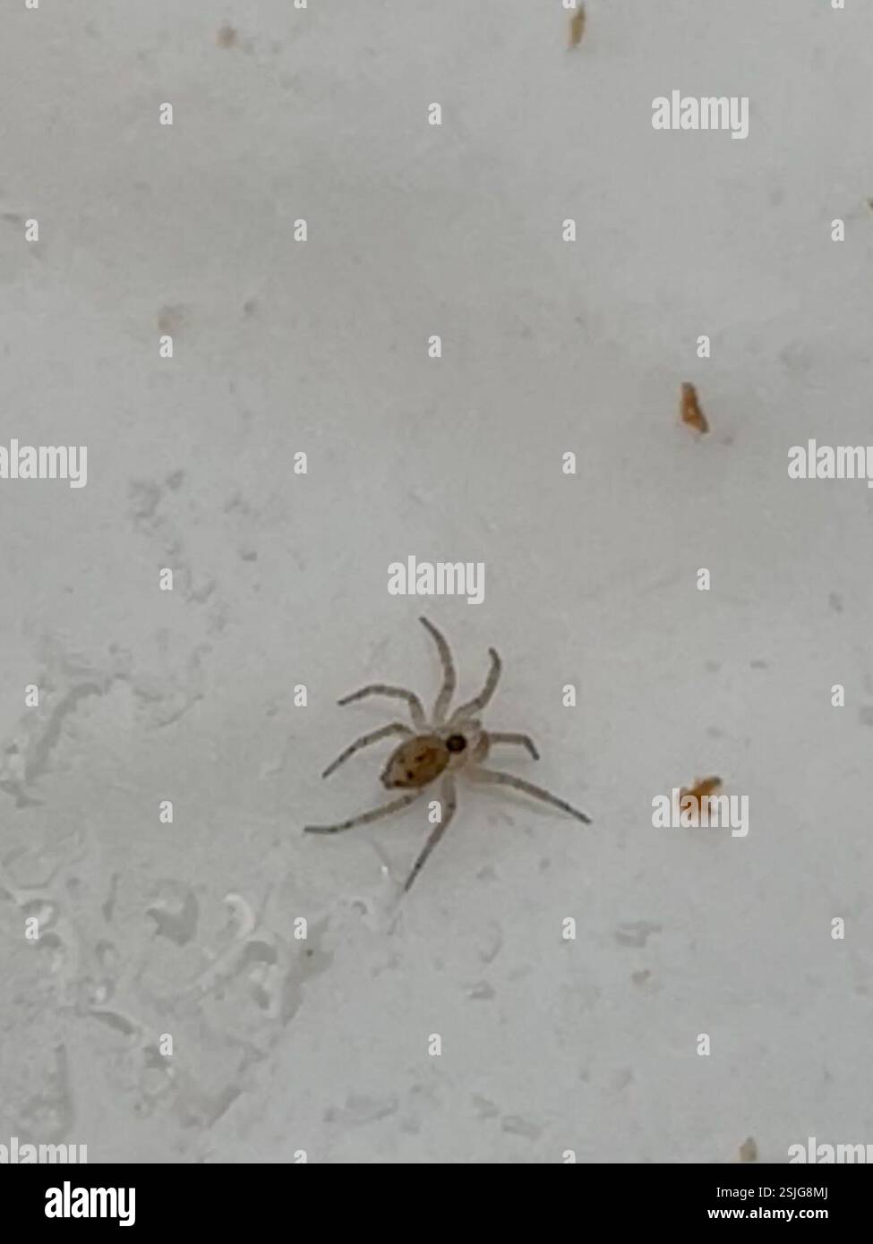 Wall Spider (Oecobius navus), Arachnida, Victoria, AU, dropped in onto ...