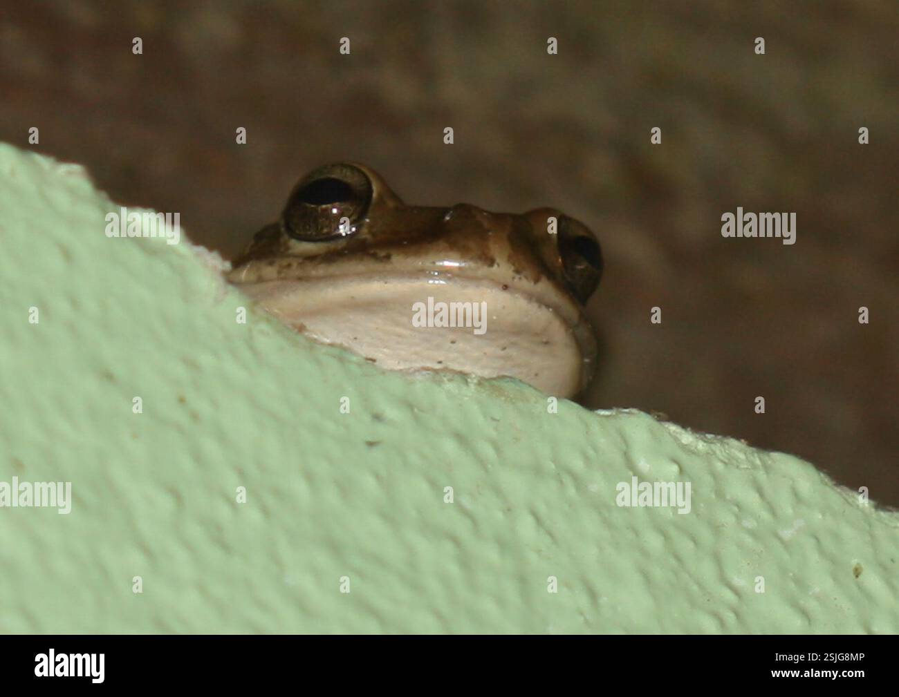 Tree Frogs and Allies (Hylidae), Amphibia, Heredia Province, Sarapiqui ...