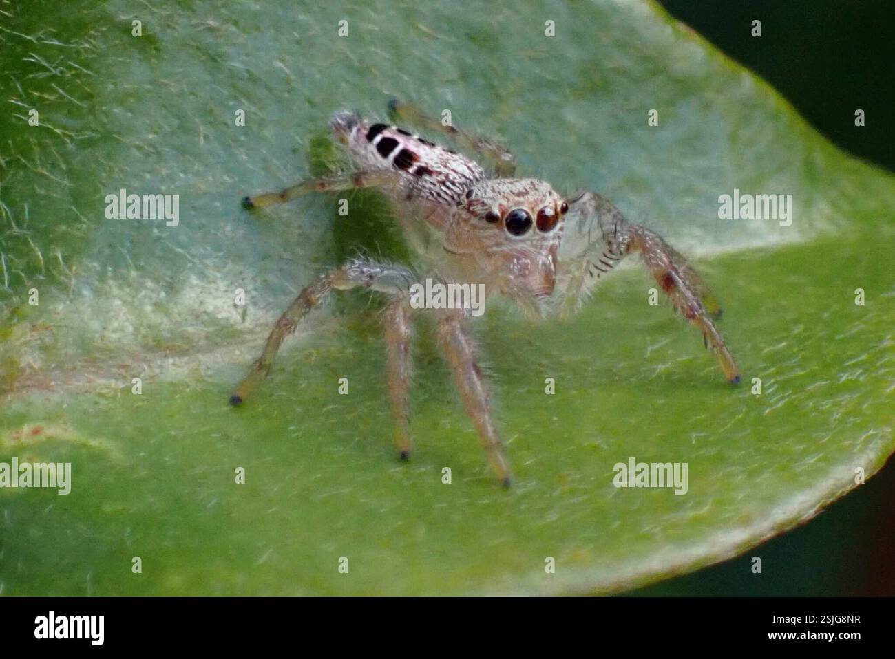 Spotted Thyene Jumping Spider (Thyene coccineovittata), Arachnida ...