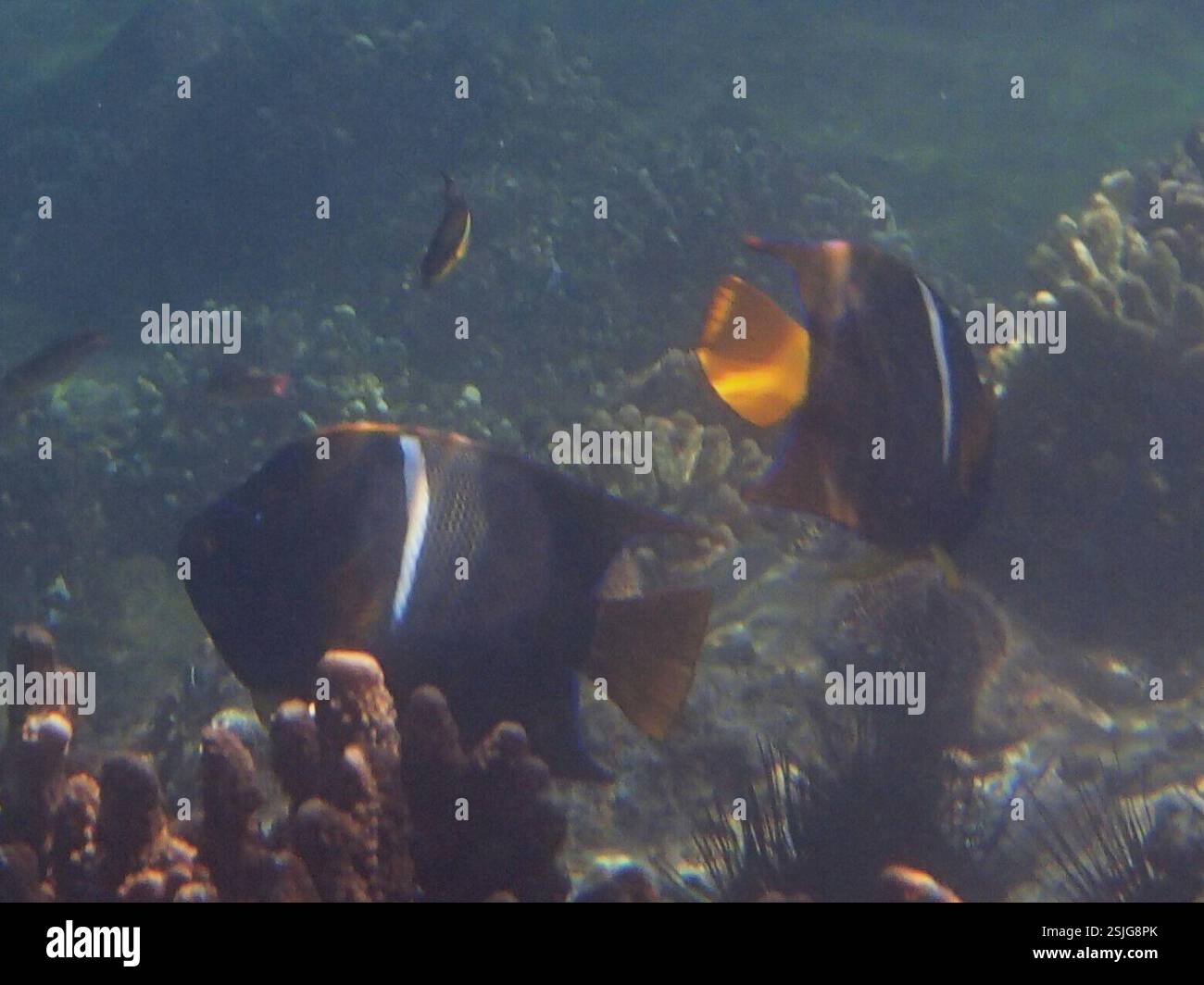 King Angelfish (Holacanthus passer), Actinopterygii, La Paz, MX-BS, MX ...