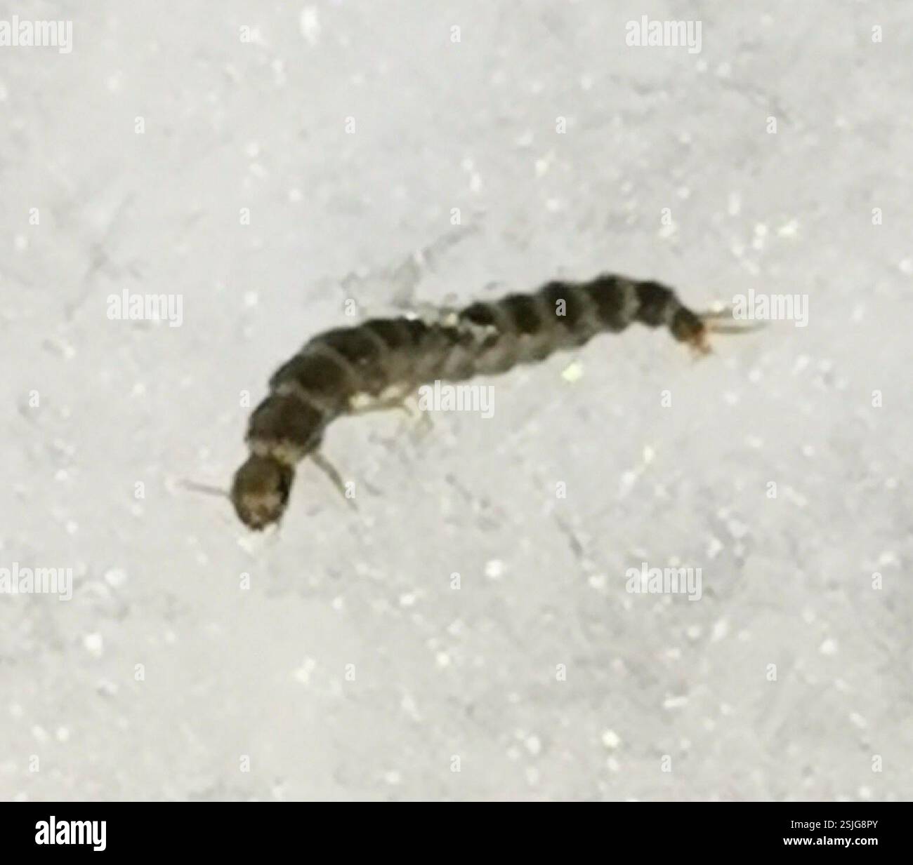 Water, Rove, Scarab, Long-horned, Leaf, and Snout Beetles (Polyphaga ...