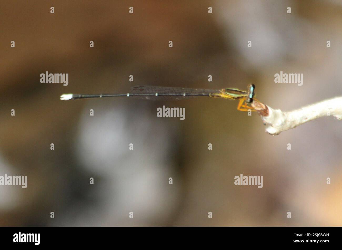 Blue Bush Dart (Copera vittata), Insecta, Mysore Division, Karnataka ...