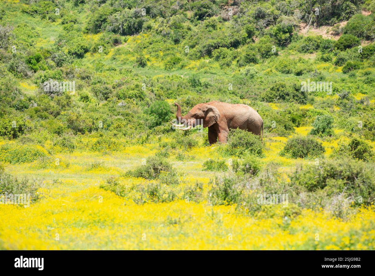South Africa, Africa, Eastern Cape Province, Addo Elephant National ...