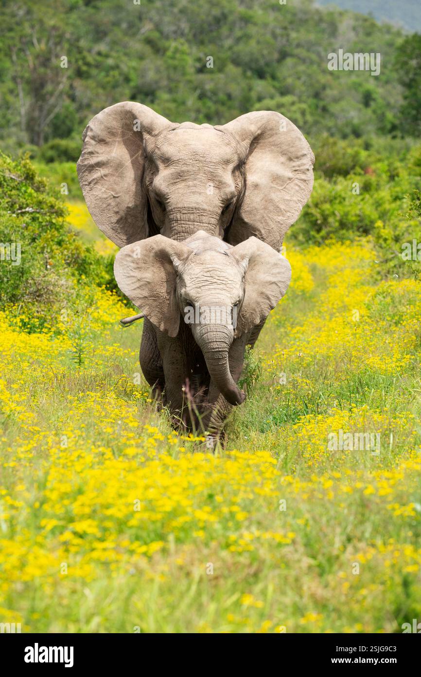 South Africa, Africa, Eastern Cape Province, Addo Elephant National ...