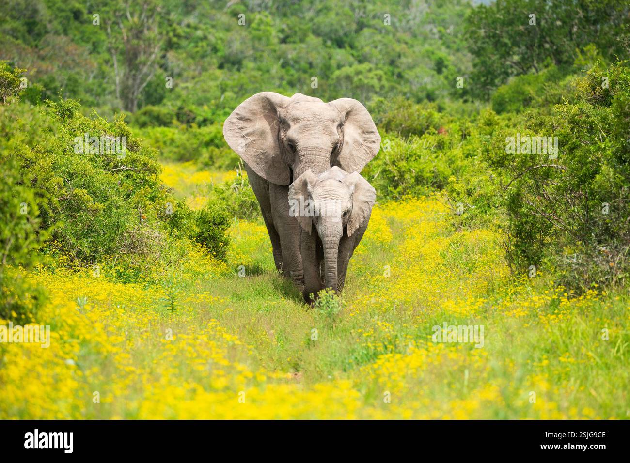 South Africa, Africa, Eastern Cape Province, Addo Elephant National ...