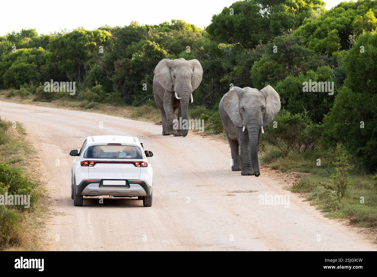 South Africa, Africa, Eastern Cape Province, Addo Elephant National ...