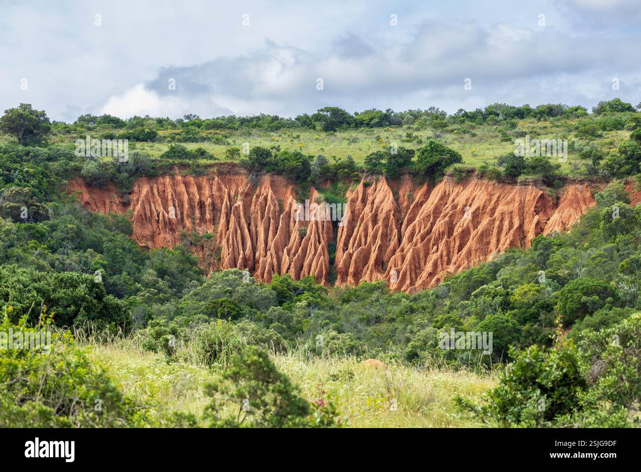 South Africa, Africa, Eastern Cape Province, Addo Elephant National ...