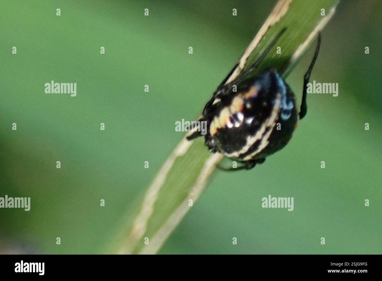 (Hypsosinga lithyphantoides), Arachnida, Sabiepark, Sabie Park, 1260 ...
