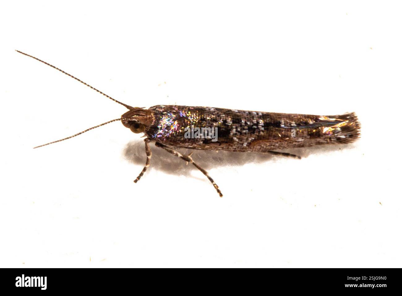 (Chrysorthenches porphyritis), Insecta, Omarama, New Zealand, Alpine ...