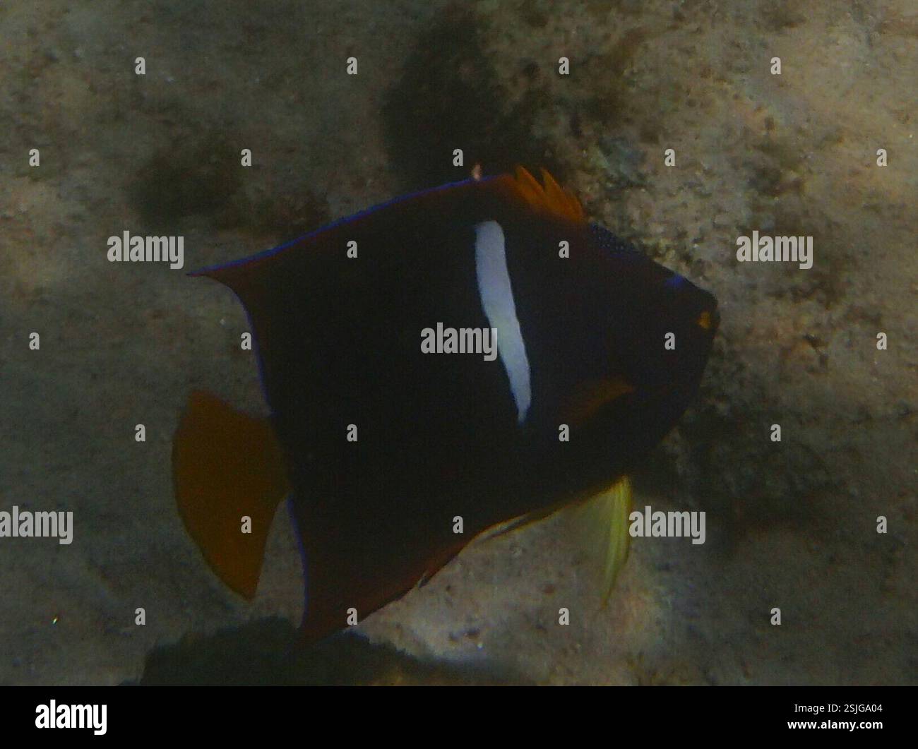 King Angelfish (Holacanthus passer), Actinopterygii, La Paz, MX-BS, MX ...
