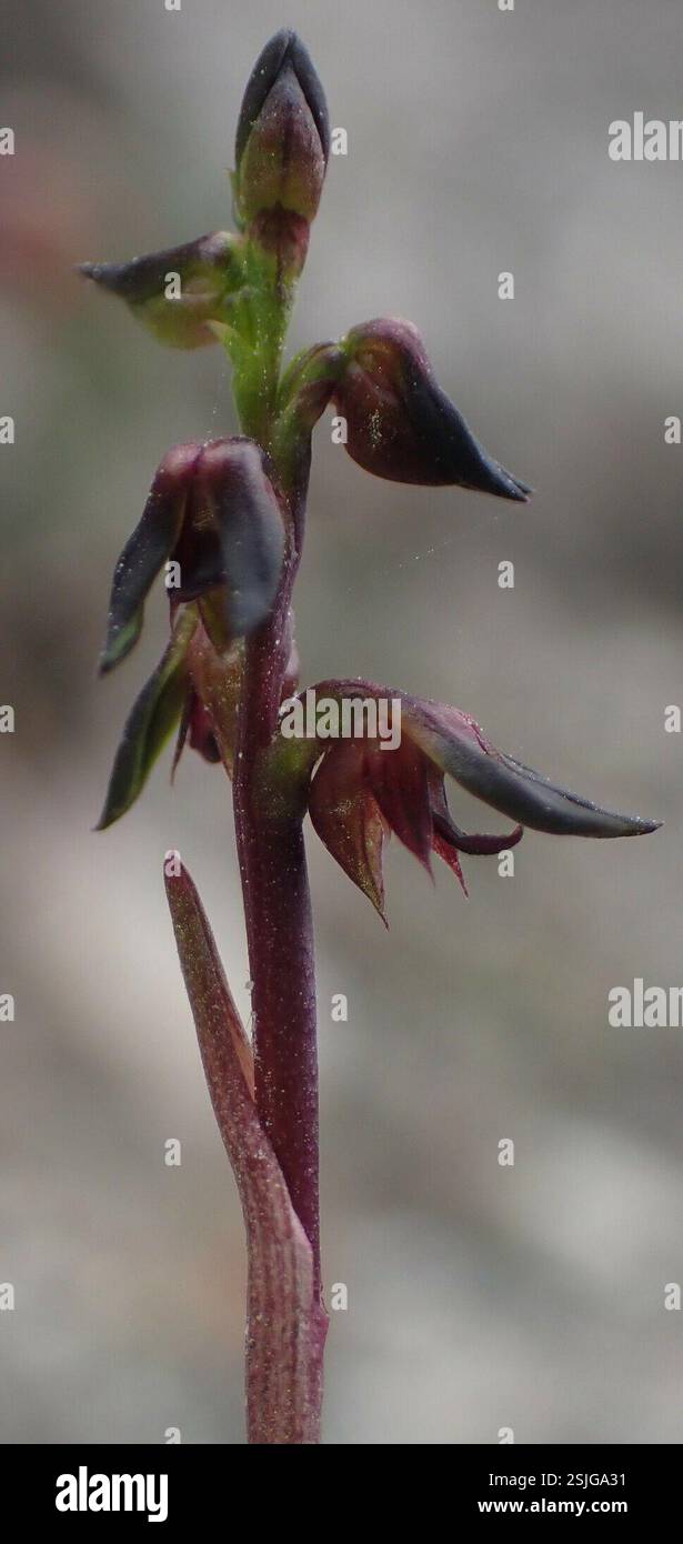 Midge Orchids (Genoplesium), Plantae, Rocky Cape TAS 7321, Australia ...