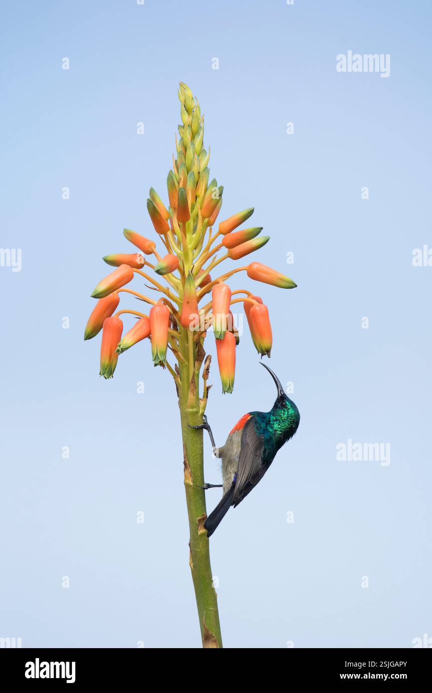 Africa, Garden Route, Greater Doublecollared Sunbird (Nectarinia afra ...