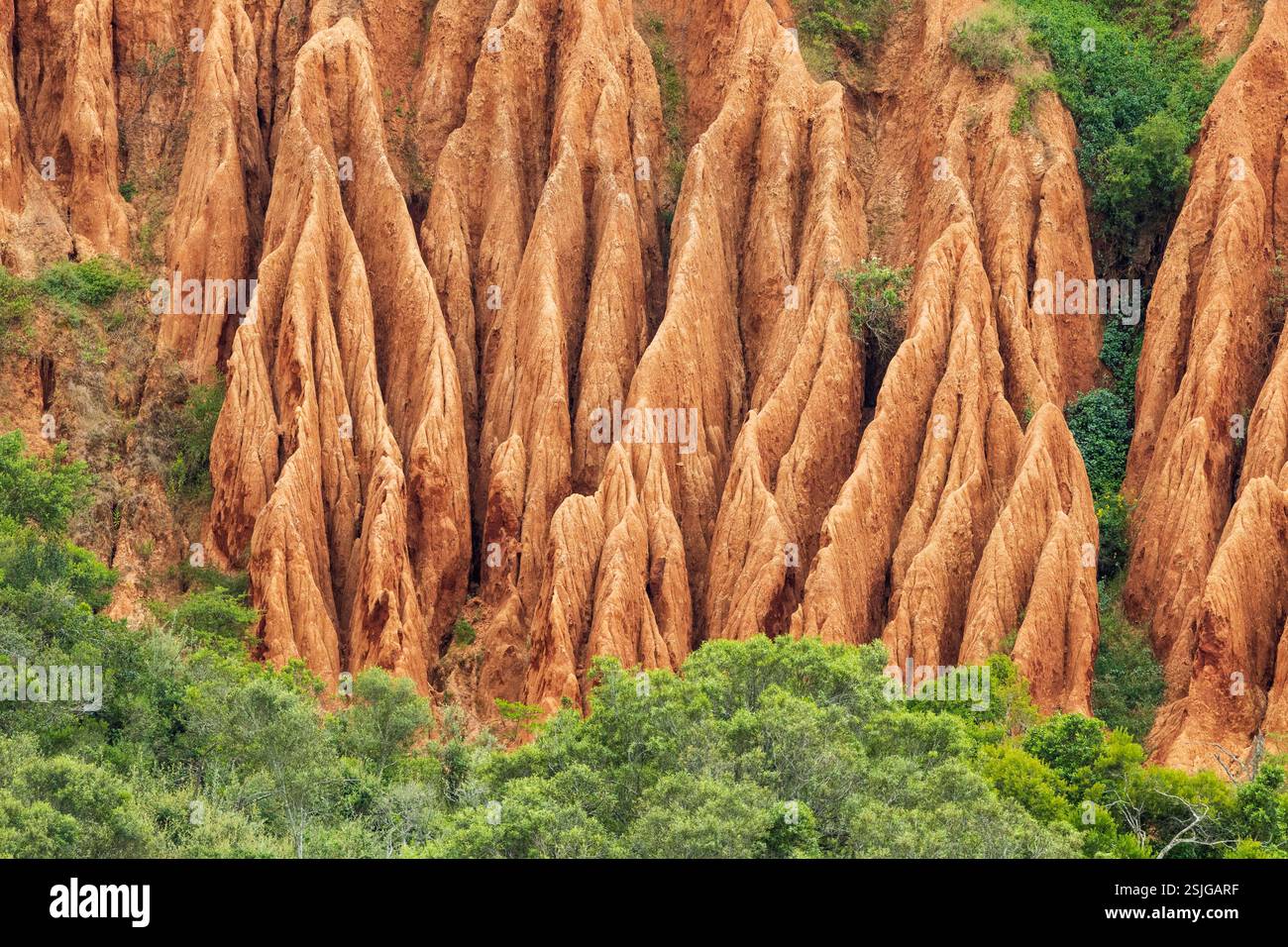 South Africa, Africa, Eastern Cape Province, Addo Elephant National ...