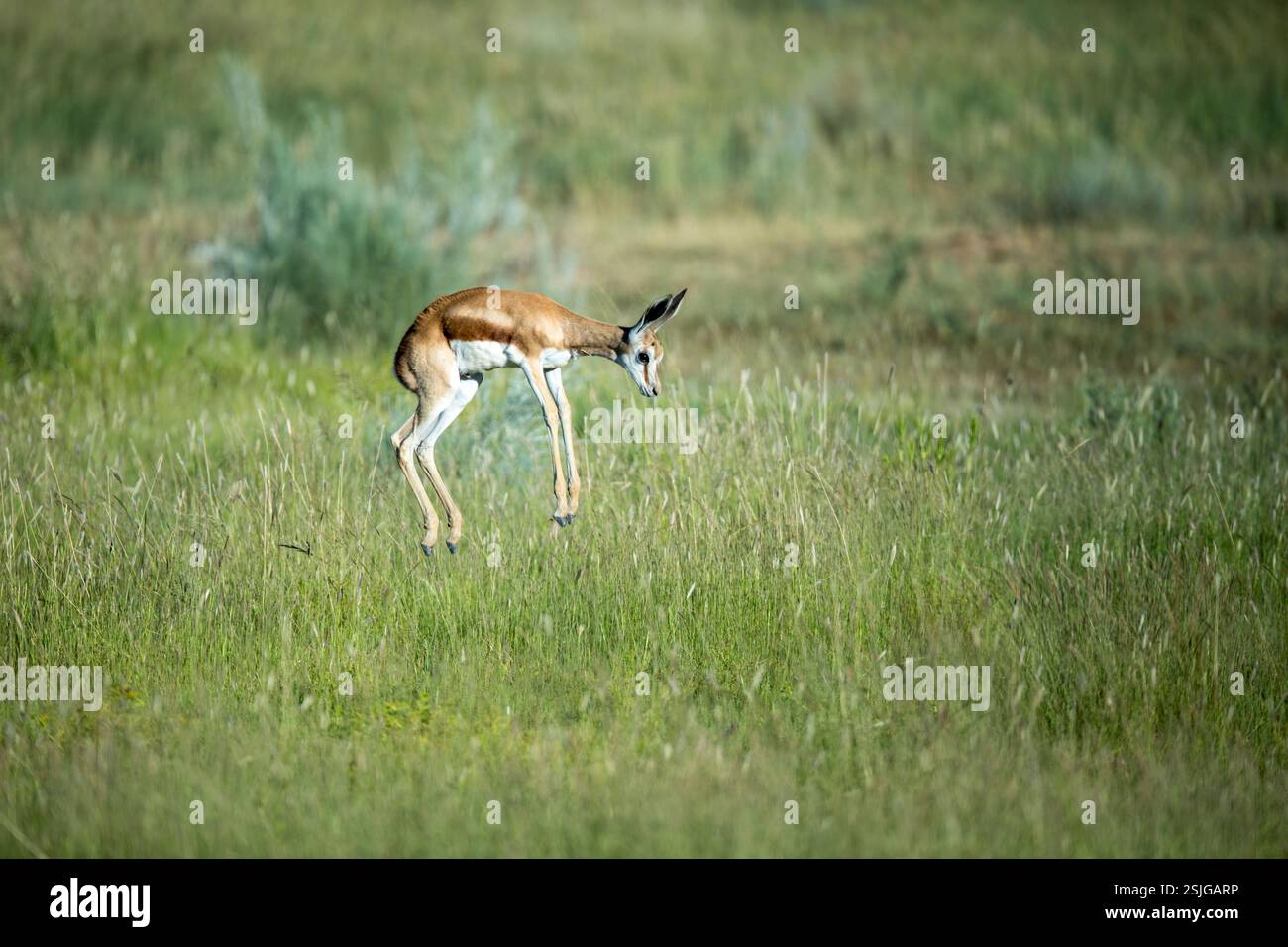 Africa, Kalahari, Kgalagadi Transfrontier Park, jumping Springbok ...