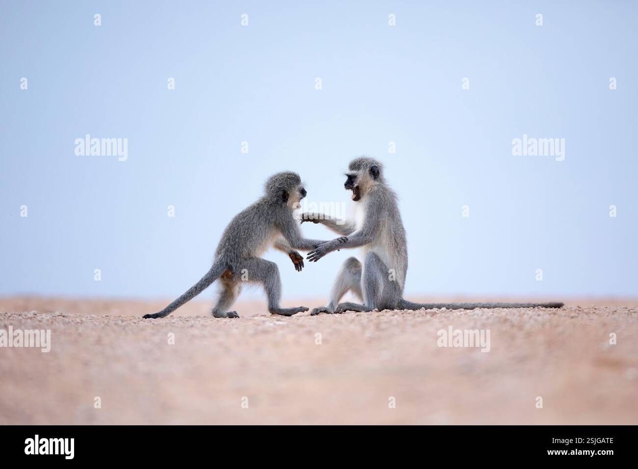 Addo Elephant National Park, Africa, Eastern Cape Province, South ...
