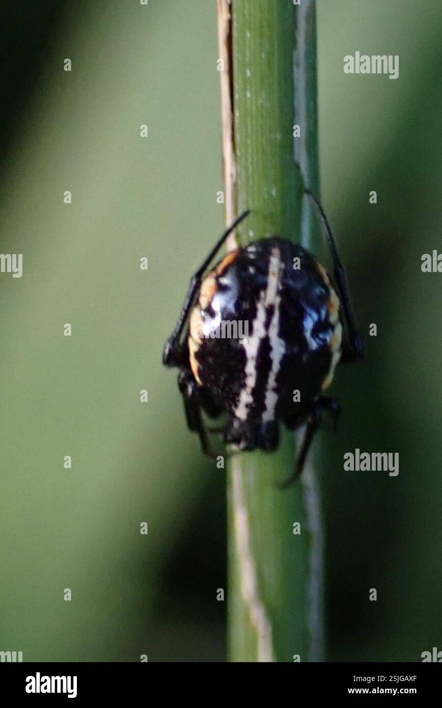 (Hypsosinga lithyphantoides), Arachnida, Sabiepark, Sabie Park, 1260 ...
