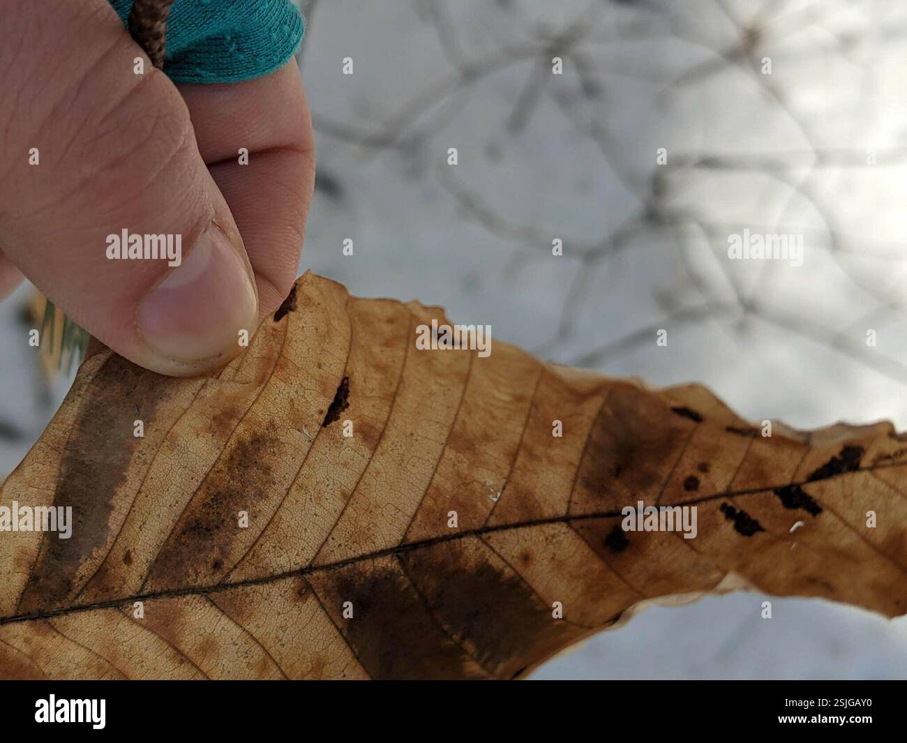 beech erineum mite (Acalitus ferrugineum), Arachnida, Norfolk County ...
