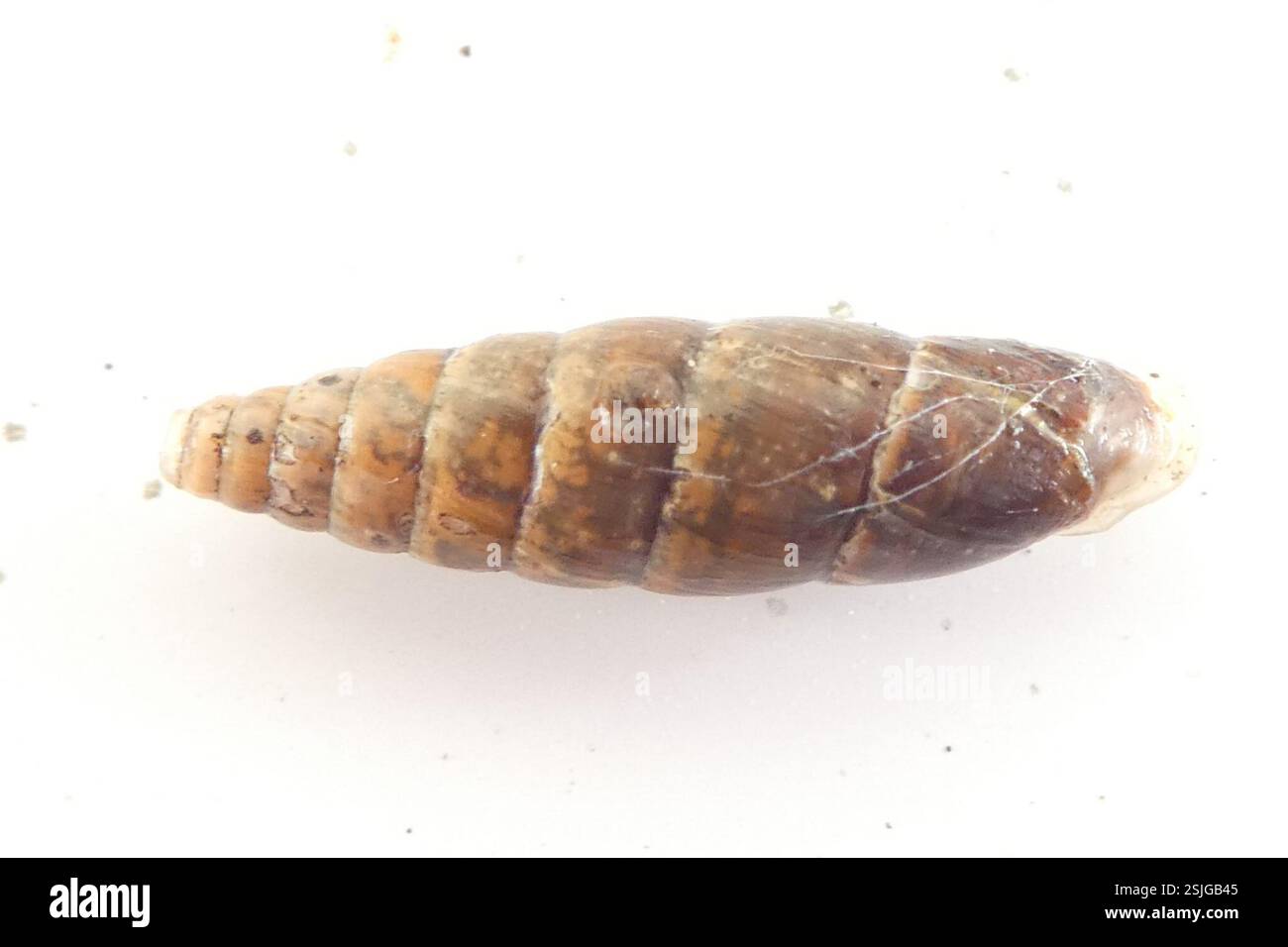 Plaited Door-snail (Cochlodina laminata), Mollusca, South Heale Cottage ...