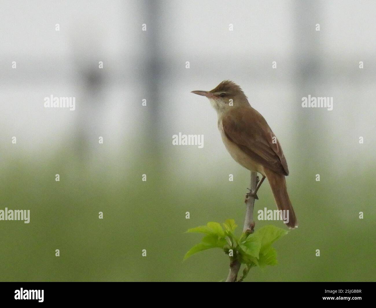 Oriental Reed Warbler (Acrocephalus orientalis), Aves, Saitama, JP ...