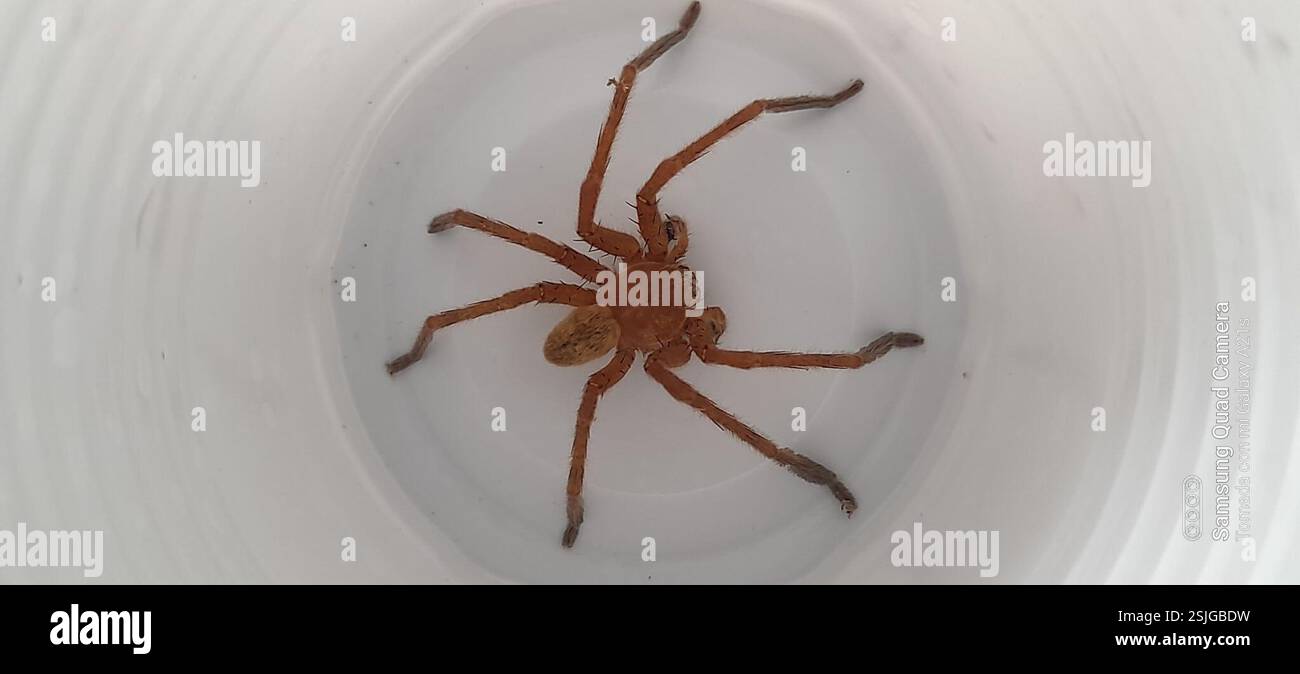 Huntsman Spiders (Sparassidae), Arachnida, Antón, Panamá Stock Photo ...