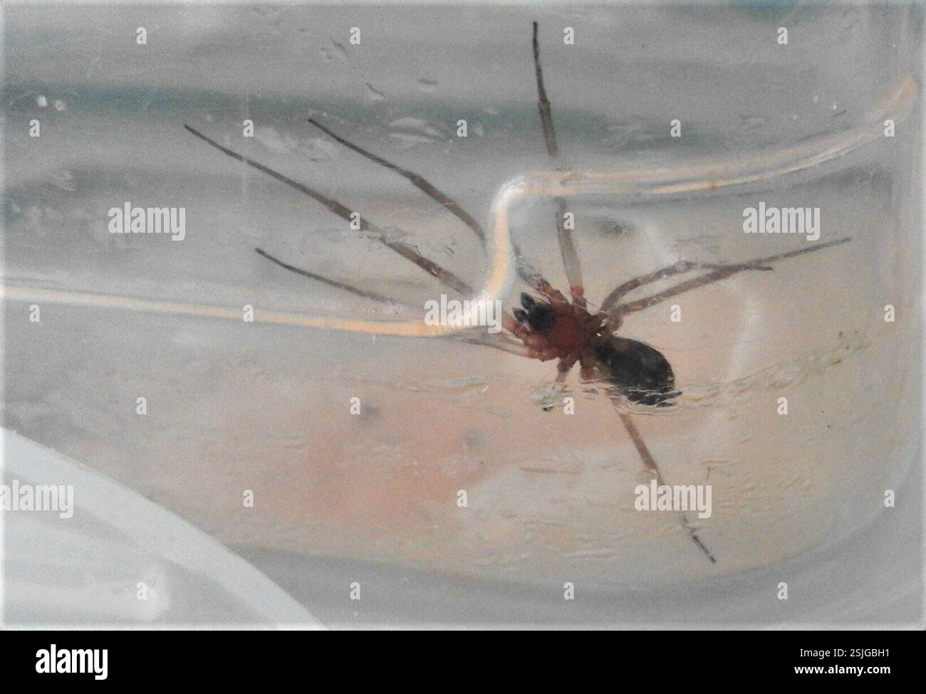 Comb-footed Spiders (Theridiidae), Arachnida, Broadgreen, Liverpool L14 ...