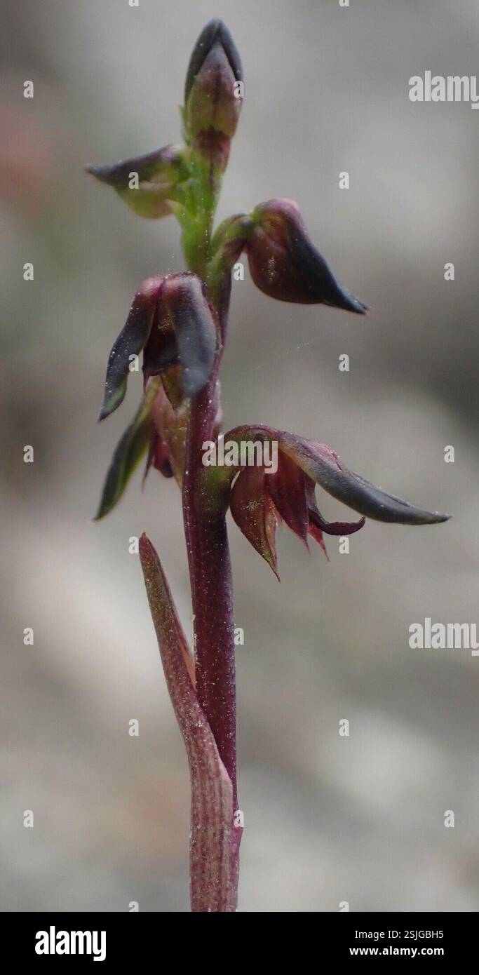 Midge Orchids (Genoplesium), Plantae, Rocky Cape TAS 7321, Australia ...