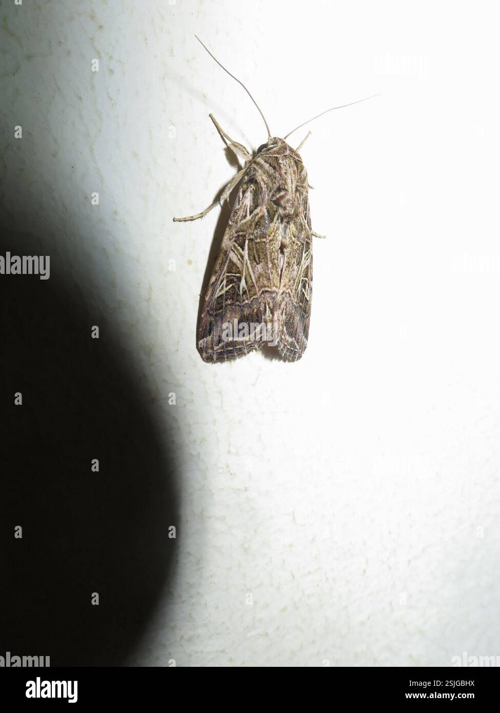 Mediterranean Brocade (Spodoptera littoralis), Insecta, Mé-Zóchi, São ...