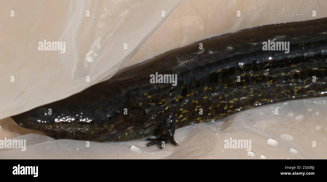 Greater Siren (Siren lacertina), Amphibia, River Rd. Preserve: Putnam ...