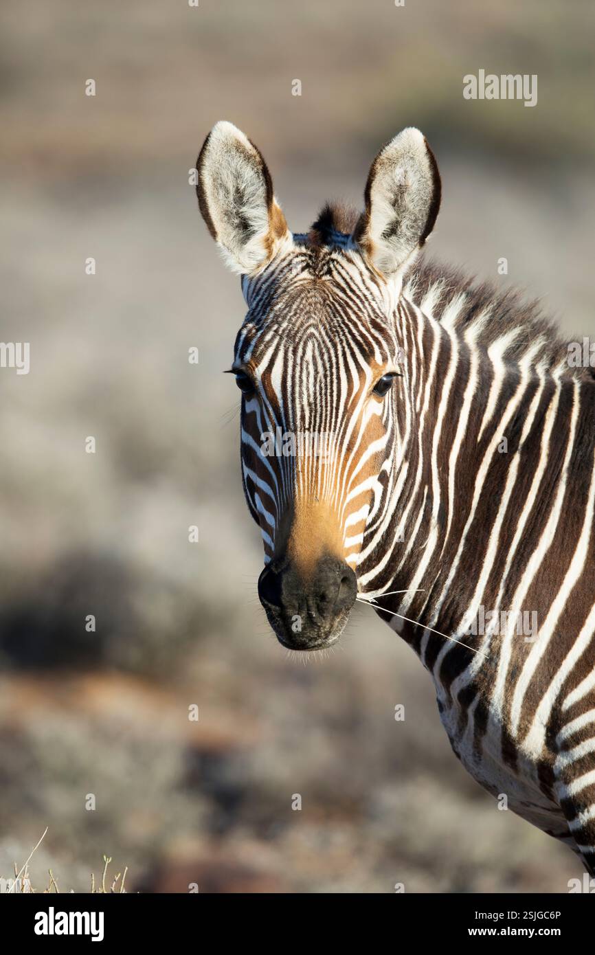 Africa, Karoo National Park, Mountain Zebra (Equus zebra), South Africa ...