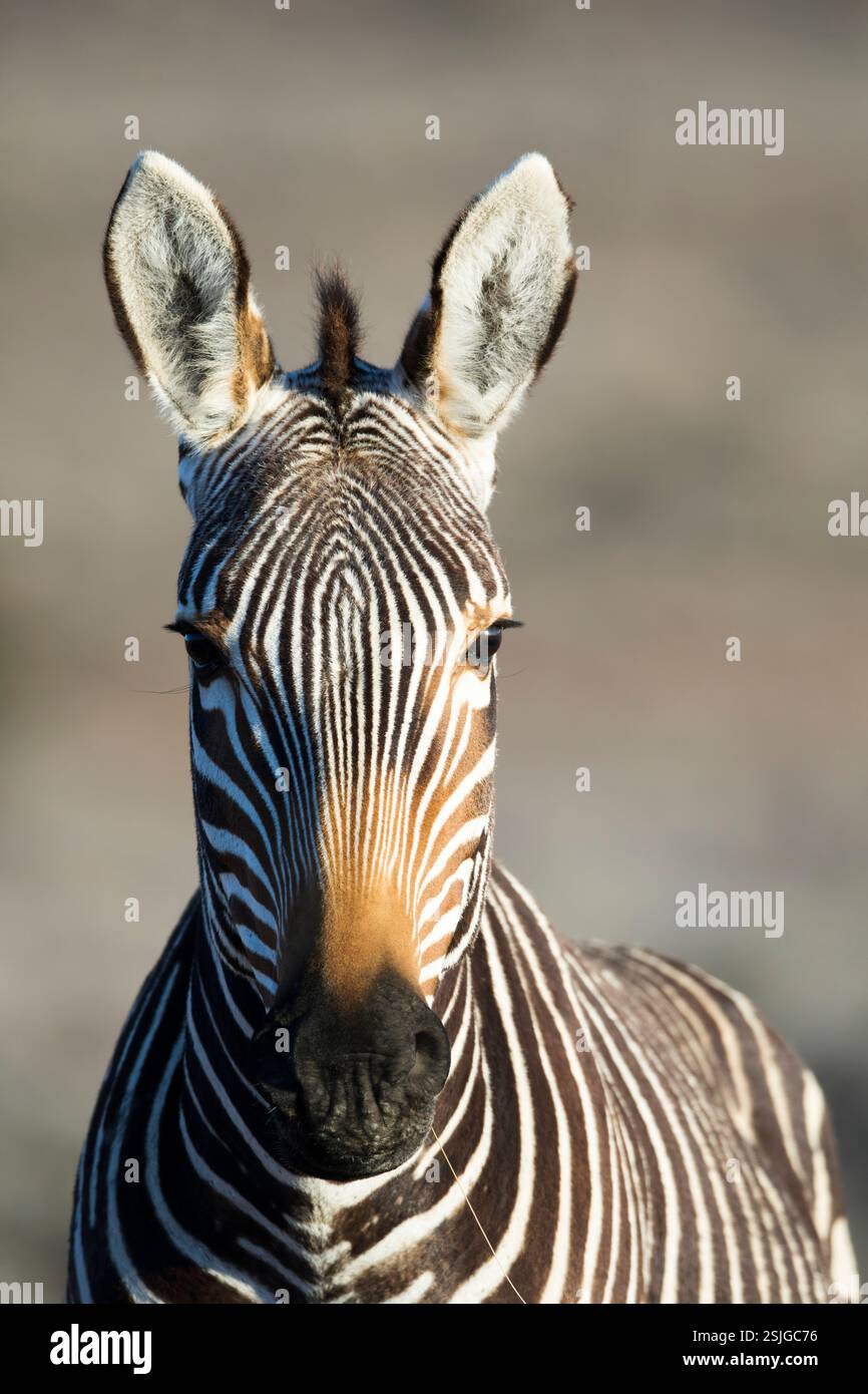 Africa, Karoo National Park, Mountain Zebra (Equus zebra), South Africa ...