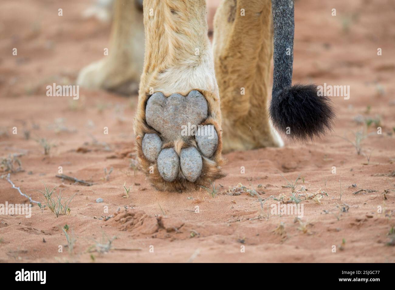 Africa, Kgalagadi Transfrontier Park, Lion (Panthera leo), Northern Cape Province, Vulnerable ...